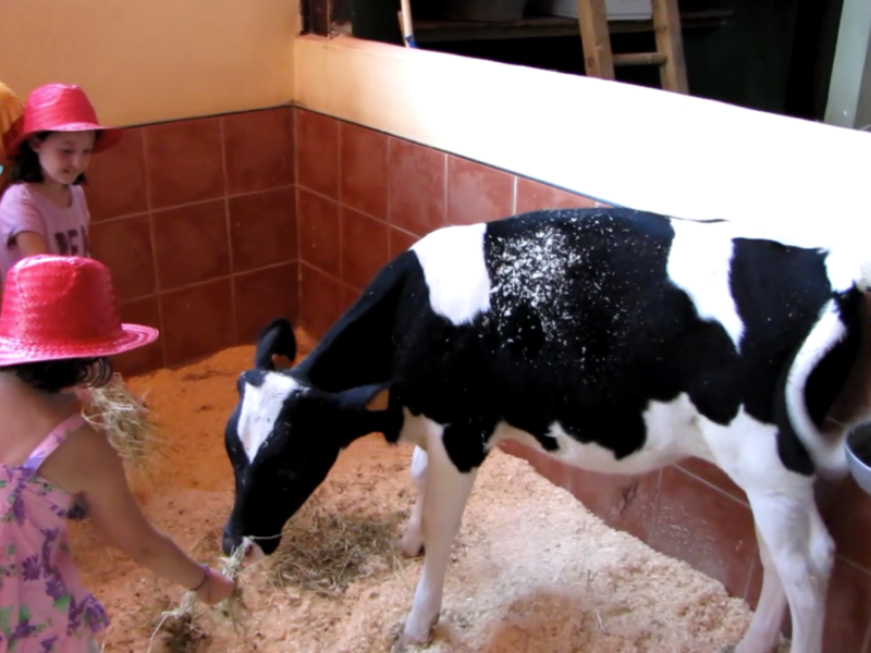 Granja animales - Proyectos ADAI